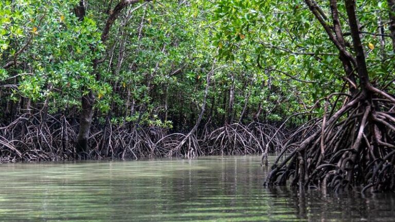 Pemerintah Desa Saliki Berencana Ubah Kawasan Mangrove Menjadi Objek ...
